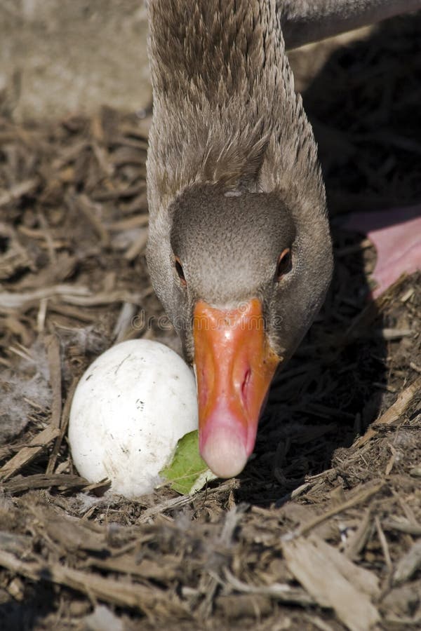 Greylag Goose stock photo. Image of farm, closeup, face - 5473926