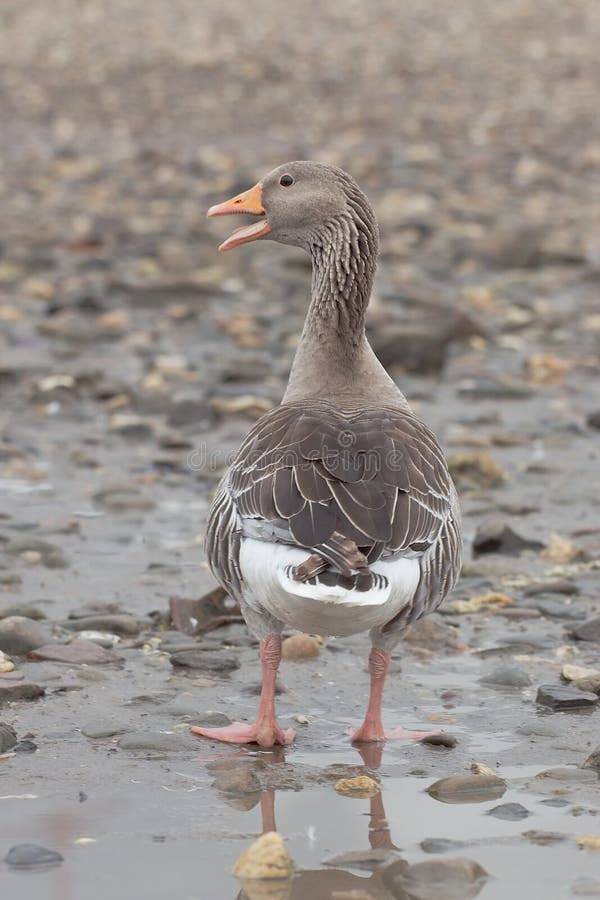 Wild goose chase stock photo. Image of clouds, meadow - 2494240