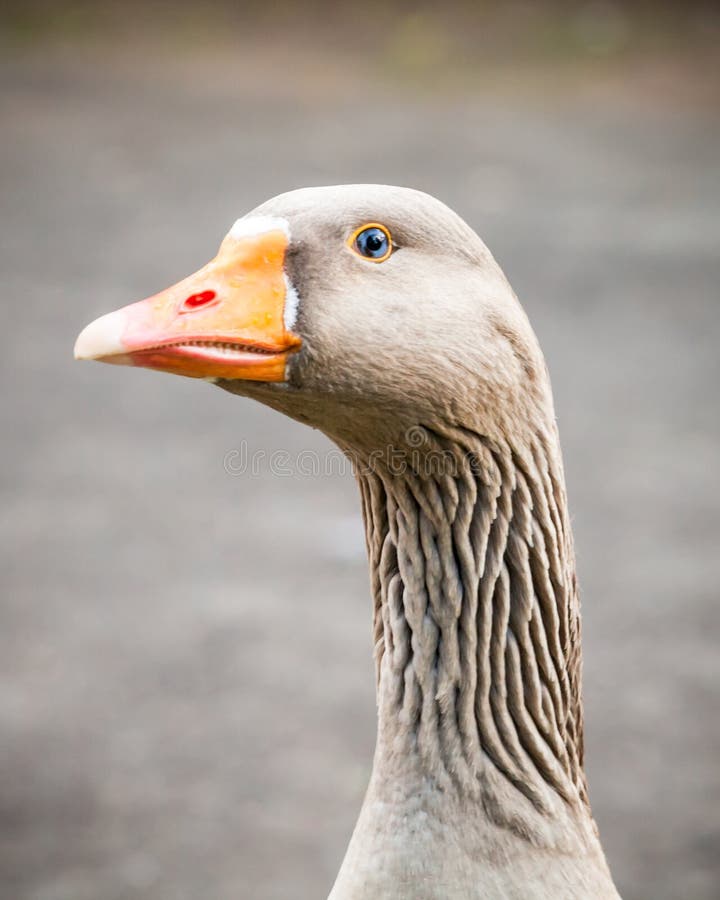 Greylag Goose Aggressively Guarding Her Territory Stock Photo - Image ...