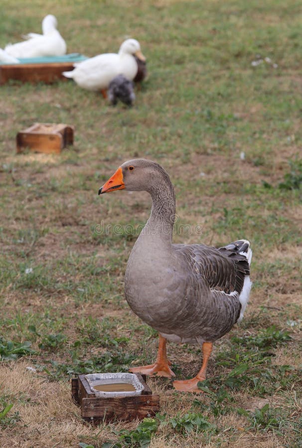 One Fat Greylag Goose in the Animal Farm Stock Photo - Image of ...