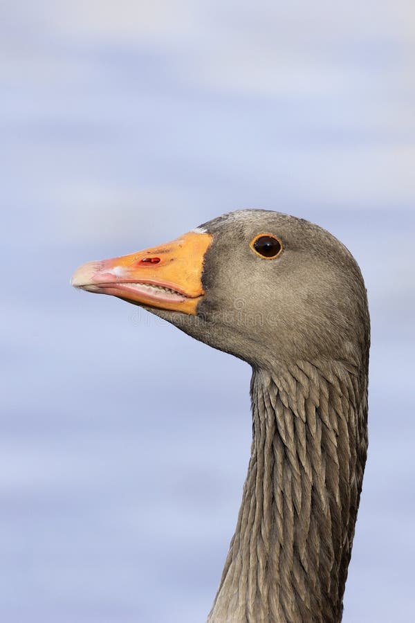 A Greylag Goose (Anser Anser) Stock Image - Image of goose, avian: 20777677