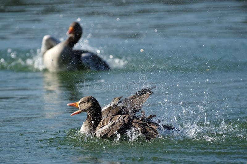 Greylag gander stock image. Image of bird, wildlife, grass - 10870253
