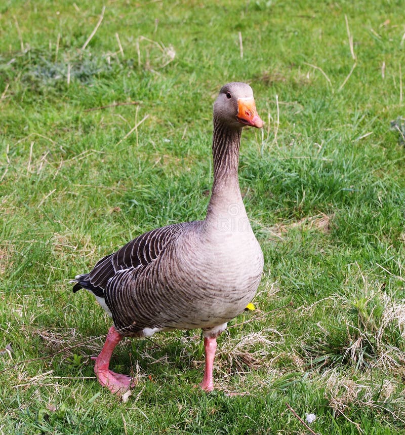 One Fat Greylag Goose in the Animal Farm Stock Photo - Image of ...