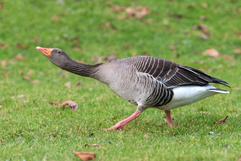 Greylag Goose - Anser Anser Stock Photo - Image of bird, creature: 51756040
