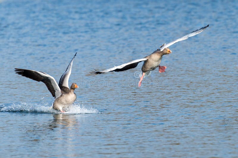 Greylag Goose - Anser Anser Stock Image - Image of species, nature ...