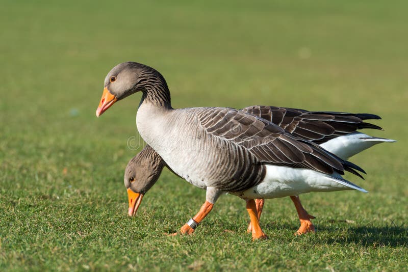Greylag Goose - Anser Anser Stock Image - Image of creature, greylag ...