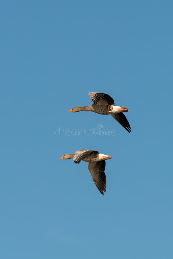 Greylag Goose - Anser Anser Stock Image - Image of feathers, species ...