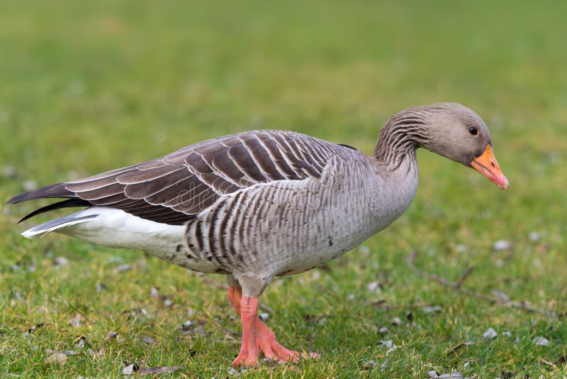 Greylag Goose - Anser Anser Stock Photo - Image of feathers, greylag ...