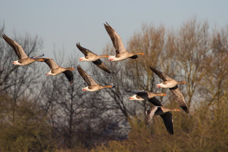 Greylag Goose Anser Anser in Flight Stock Image - Image of flight ...