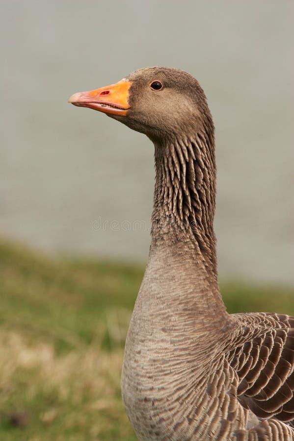 Greylag Goose - Anser Anser Stock Photo - Image of duck, waterfowl ...