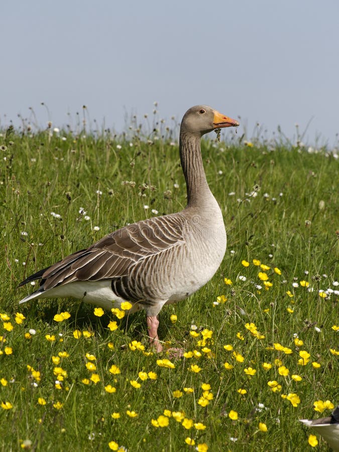 Greylag goose, Anser anser stock photo. Image of britain - 32416002
