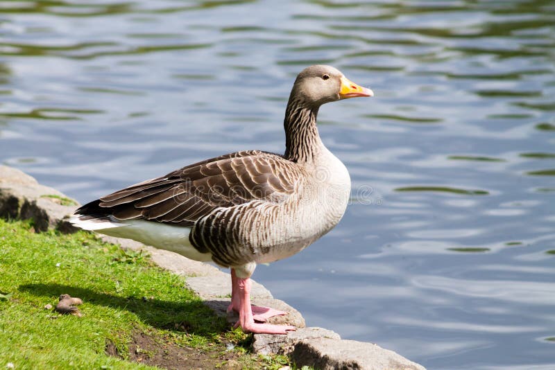 Greylag Goose stock photo. Image of animal, cute, flood - 60405890