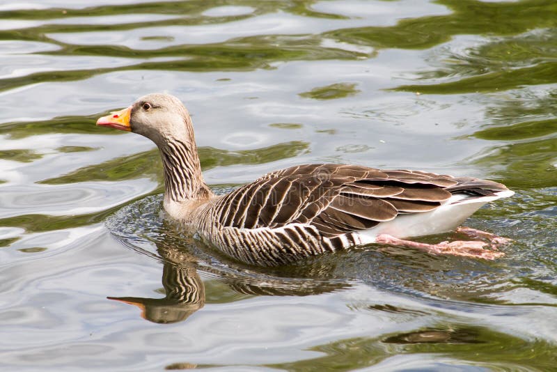 Greylag Goose stock photo. Image of animal, cute, flood - 60405890