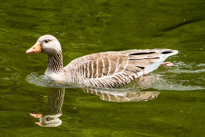 Greylag Goose stock photo. Image of animal, cute, flood - 60405890