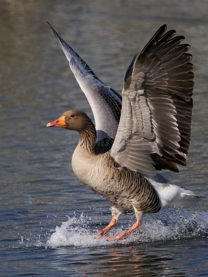 Greylag goose Anser anser stock photo. Image of animal - 178234388