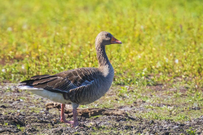 Greylag goose Anser anser stock image. Image of meadow - 166331909