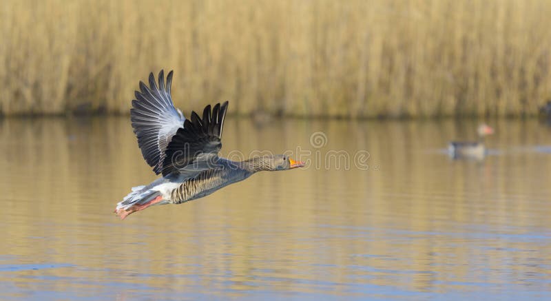 Greylag Goose, Anser Anser, Germany, Europe Stock Image - Image of wing ...