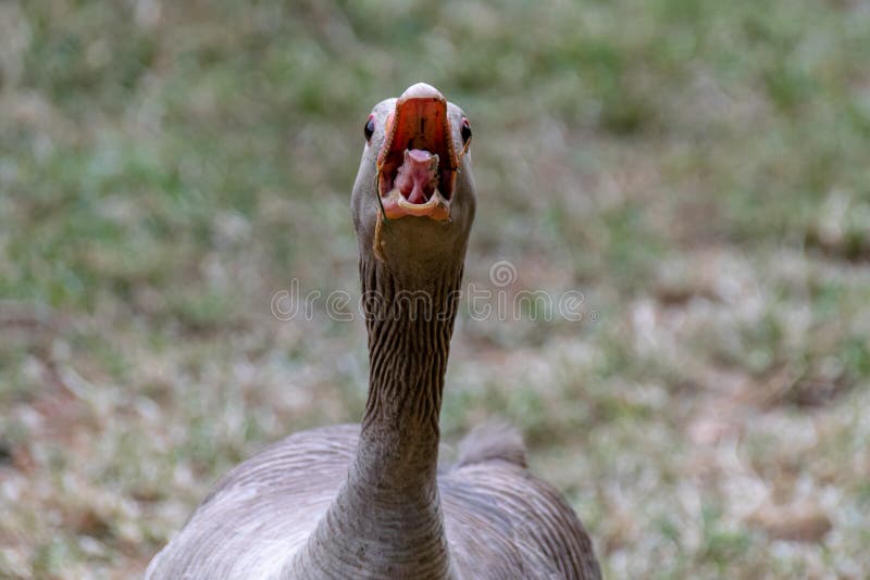 Greylag Goose Anser Anser Hissing To Protect Flock Stock Image - Image ...