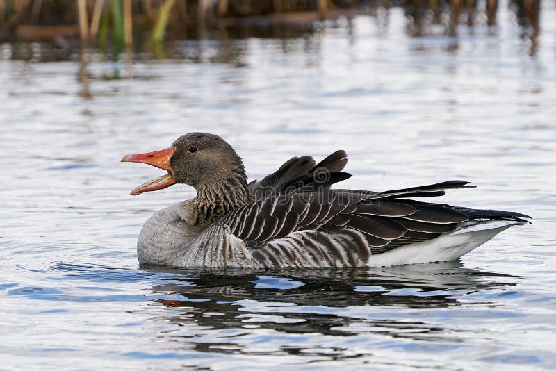 Greylag goose Anser anser stock photo. Image of bird - 178234368