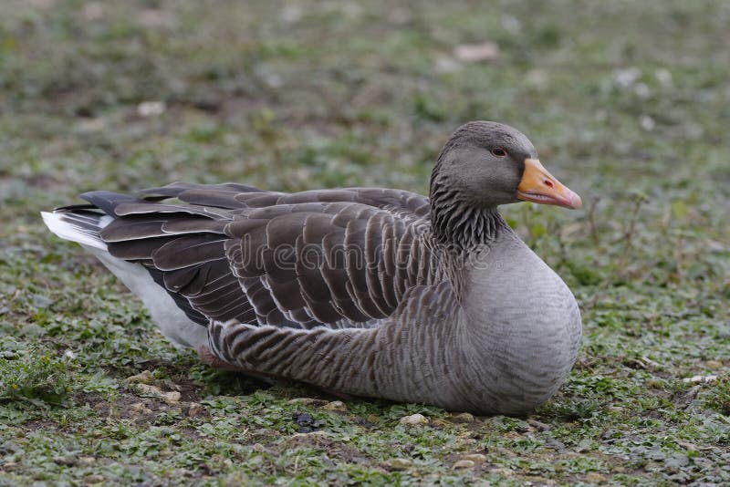 Greylag Goose stock photo. Image of geese, british, bird - 140074608