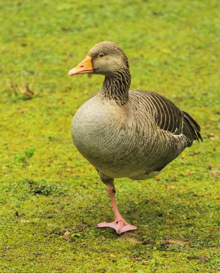 Greylag Goose, Anser, Standing on One Foot Stock Photo - Image of ...