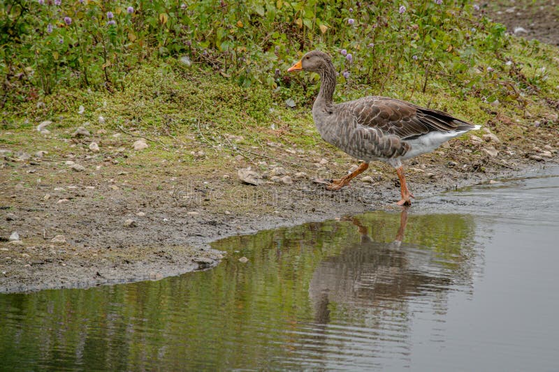Greylag Goose, Anser Anser, Stretching and Flapping Wings Stock Photo ...