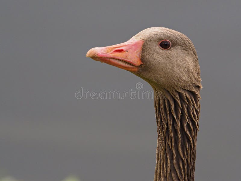 718 Goose Face Close Up Stock Photos - Free & Royalty-Free Stock Photos ...