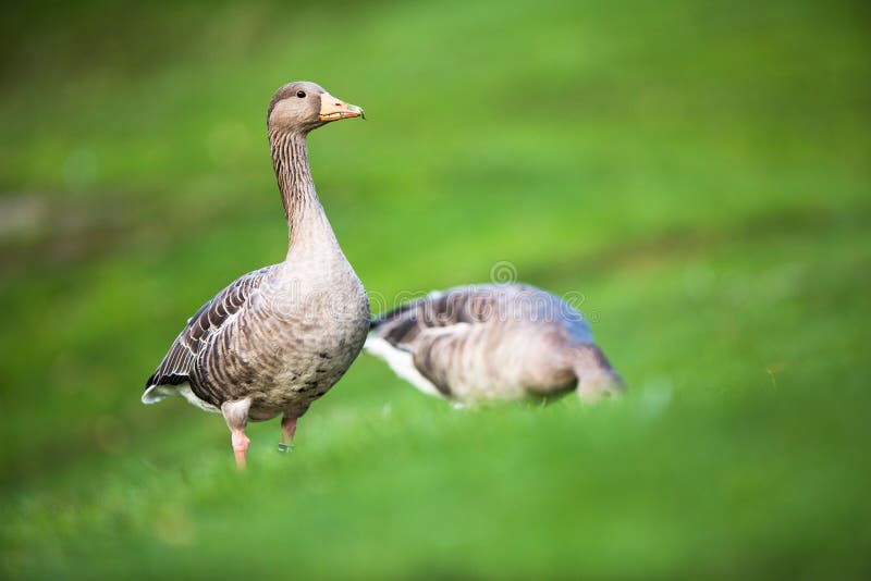 Greylag Goose stock image. Image of birdwatching, lakes - 41101841