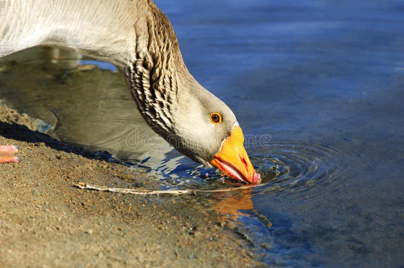 The Greylag Goose Drinking Water Stock Image - Image of adult, animal: 18759149