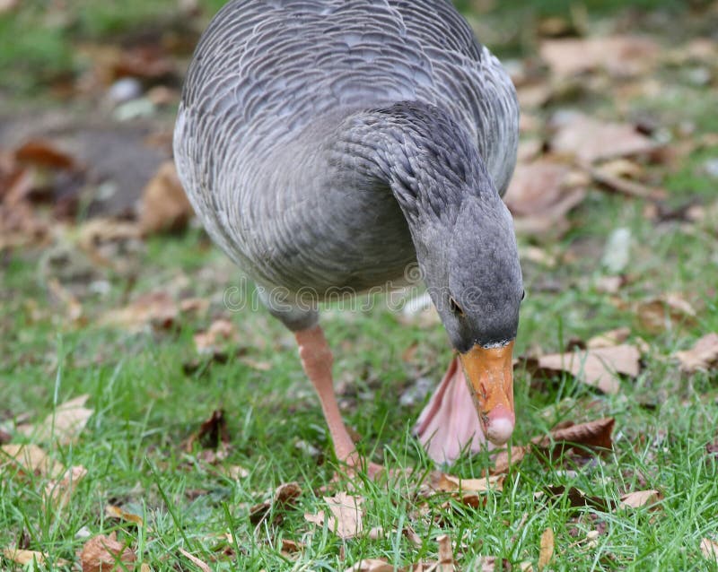Greylag Goose Eating from the Grass Stock Image - Image of water ...