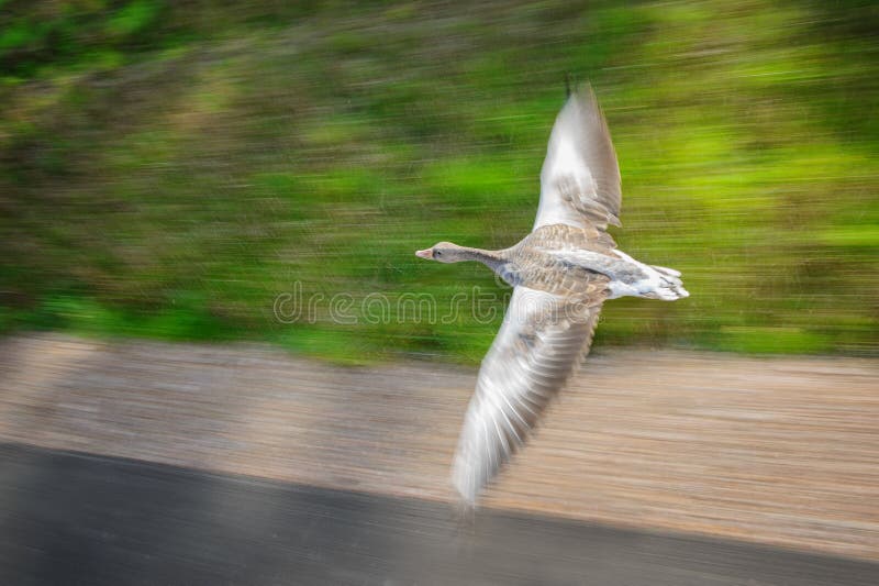 Greylag Goose in Fast Flying Speed Stock Image - Image of anser, motion ...