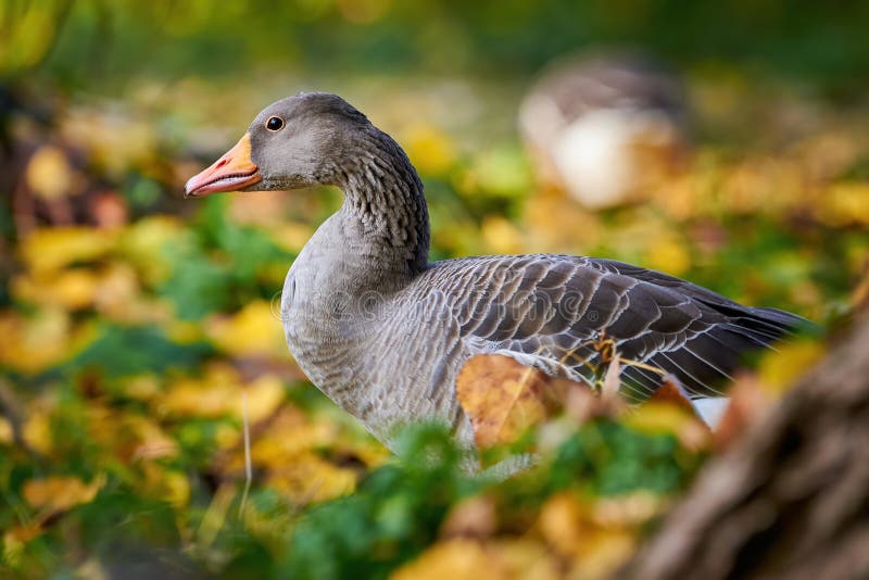 Greylag Goose on Field in Autumn with Fall Leaves on the Grass Stock ...