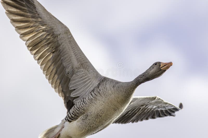 Greylag Goose Flying Overhead Stock Image - Image of anser, belly: 78583175