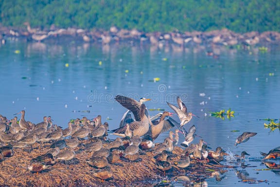 Greylag goose and godwit stock photo. Image of greylag - 288209908