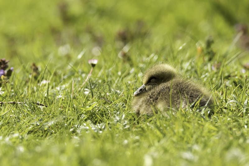 A Single Gosling Sleeping in the Springtime Grass Stock Photo - Image ...