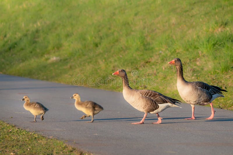 Greylag Goose and Goslings. Walks on a Bicycle Path Stock Image - Image ...