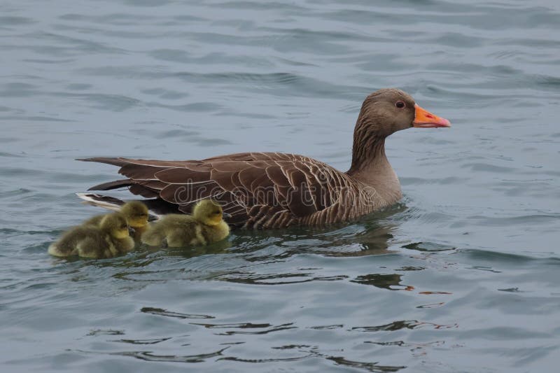 Greylag Goose with Its Goslings Swimming in the Water. Stock Photo ...