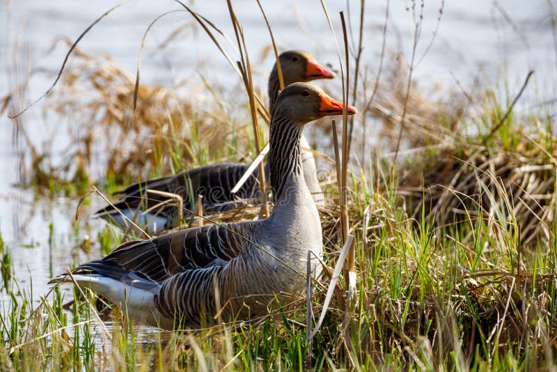 A Goose At The Lake Wedland Putrajaya, Malaysia Stock Image - Image of ...