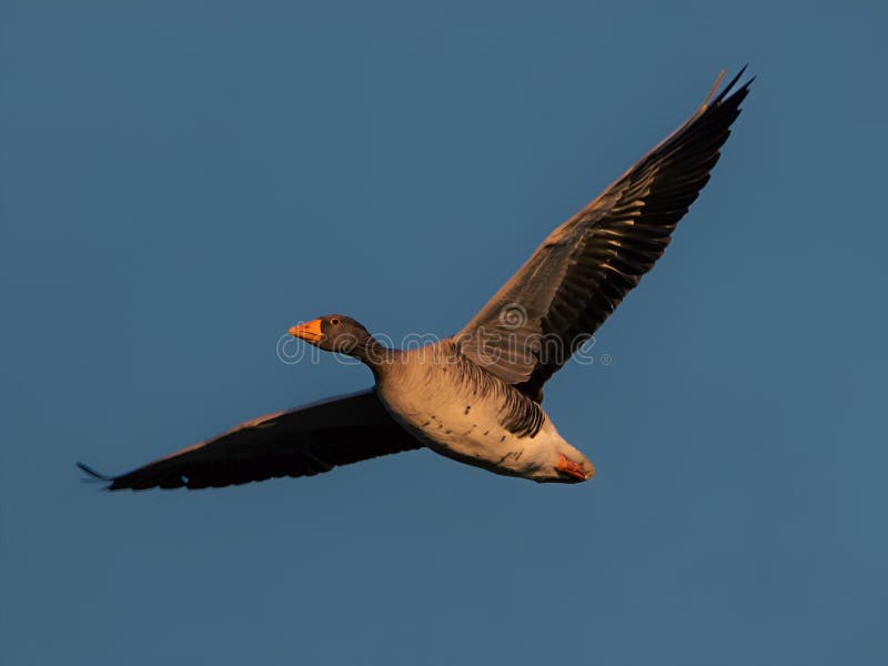 Greylag Goose in Mid-flight through a Clear Blue Sky Stock Image ...