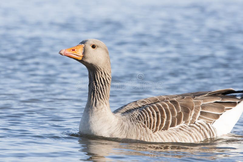 Greylag goose stock photo. Image of river, greylag, people - 48825950