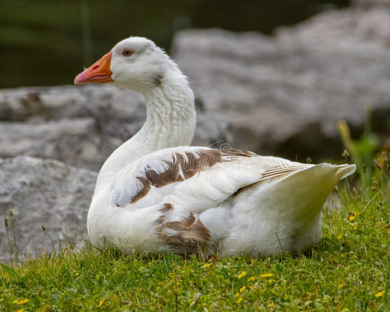Greylag Goose sitting stock photo. Image of outdoor - 282815968