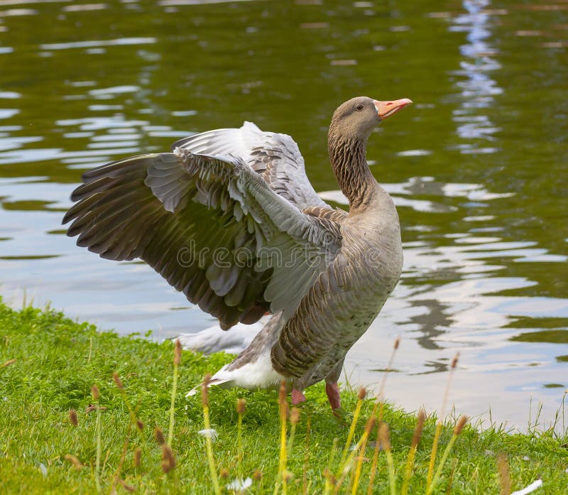 Greylag Goose Spreading Wings Stock Photo - Image of guffaw, pond: 45339082