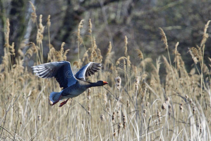 Greylag goose stock image. Image of landing, adult, greylag - 90023243