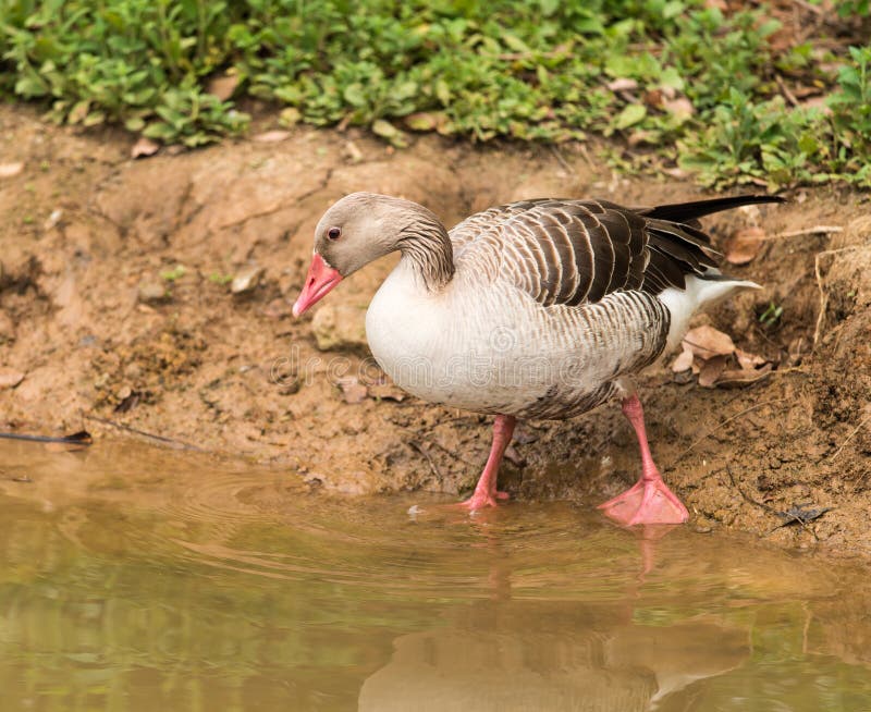 Goose stepping flamingos stock image. Image of falmingo - 26713863