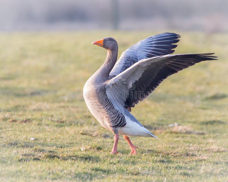 1,810 Stretching Birds Stock Photos - Free & Royalty-Free Stock Photos ...