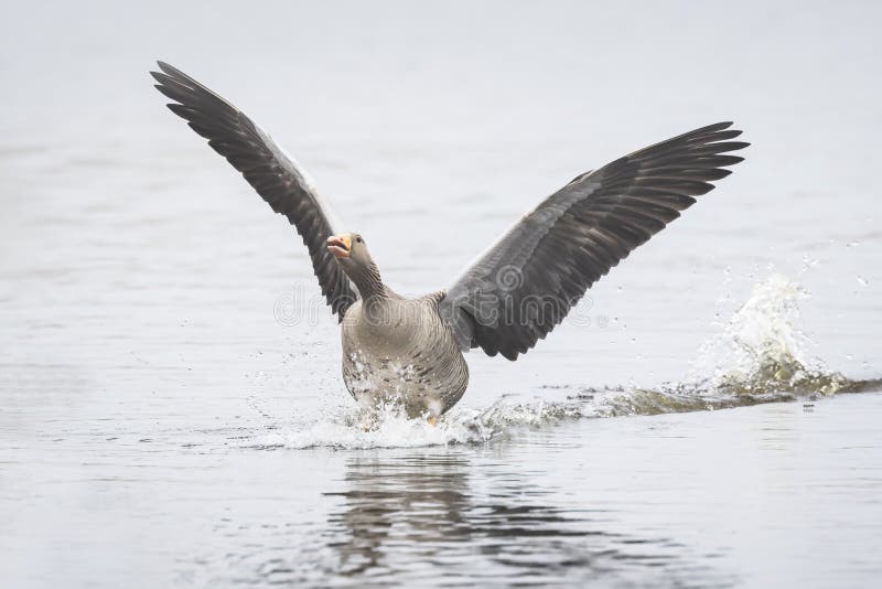 Greylag goose take-off stock photo. Image of graylag - 67403756
