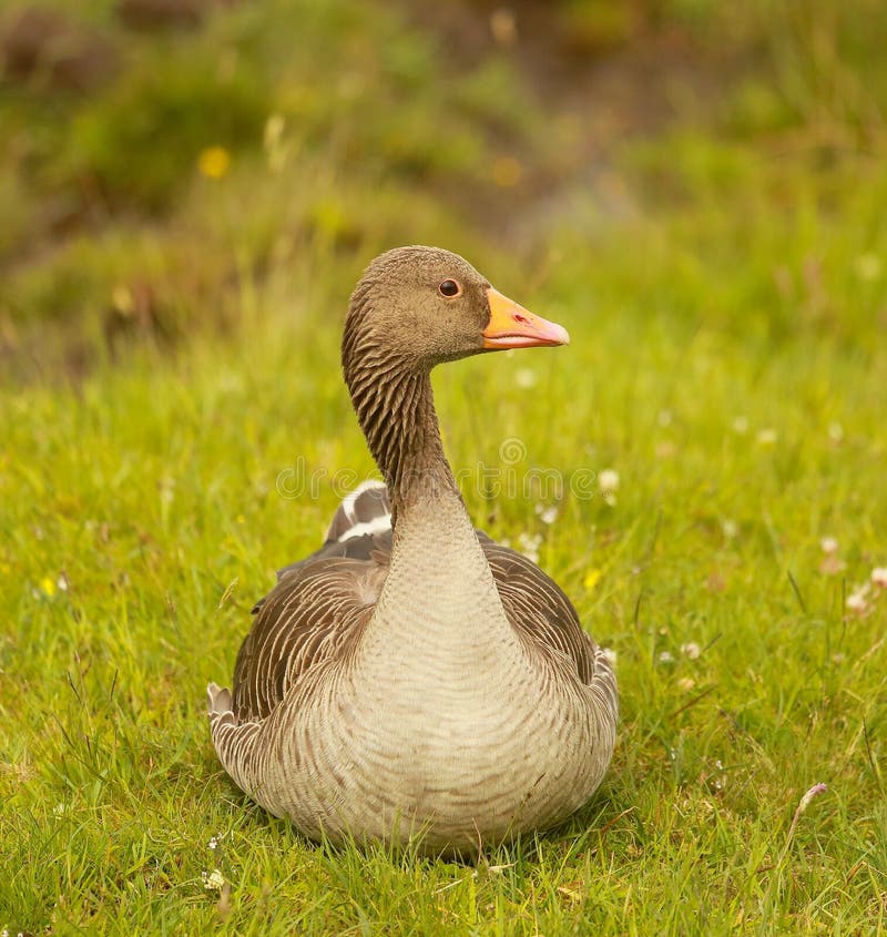 A greylag goose stock photo. Image of wildlife, head - 81460292