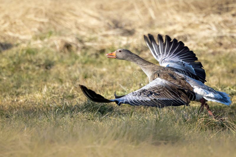 Greylag Goose Taking Off from a Bright, Green Grassy Field. Stock Photo ...