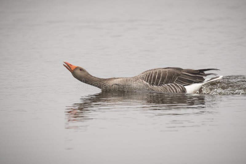 Aggressive Goose Stock Images - Download 264 Royalty Free Photos