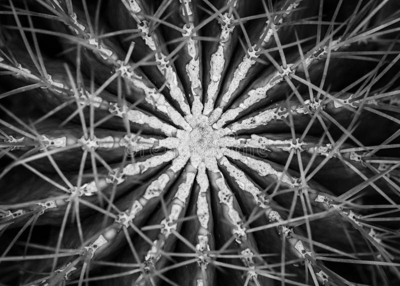 Greyscale Closeup of a Cactus Under the Sunlight at Daytime - Perfect ...